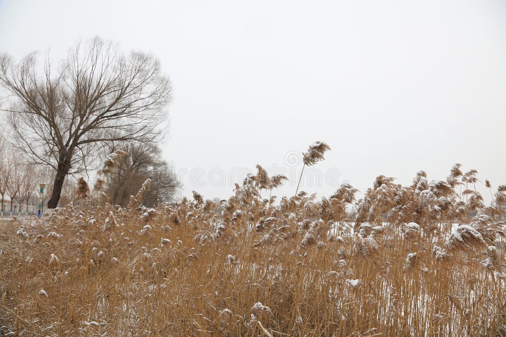 Reeds in the snow stock photo. Image of trees, white - 378437262