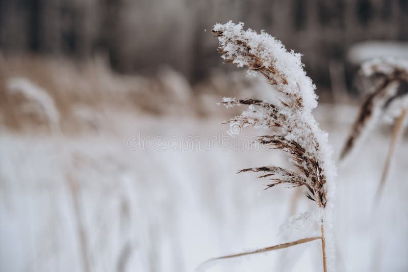 Reeds in Snow on the Lake in Winter Stock Photo - Image of scenery ...