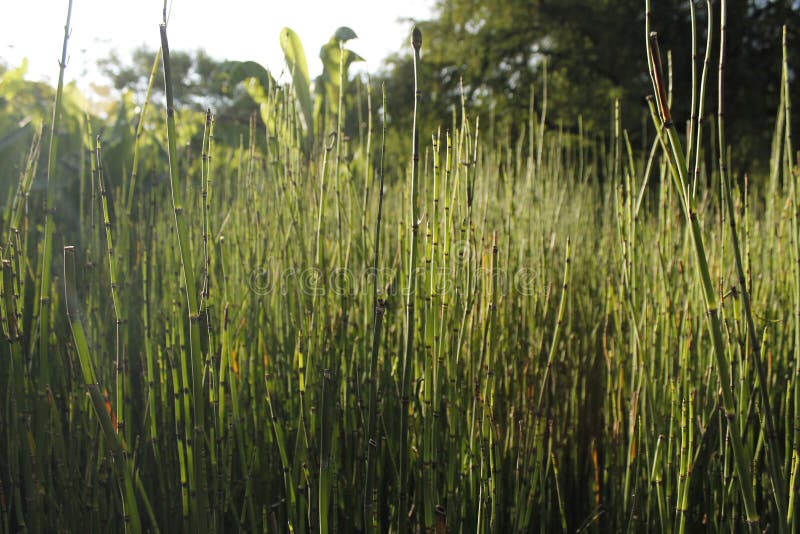 Reeds stock photo. Image of outdoors, forest, reed, water - 101525142