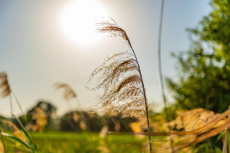 Reeds in the Sunlight in Front of a Green Meadow Stock Image - Image of ...