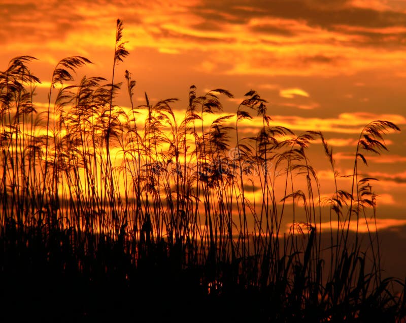 Reeds on the sunset stock image. Image of sunset, siluetas - 11662147