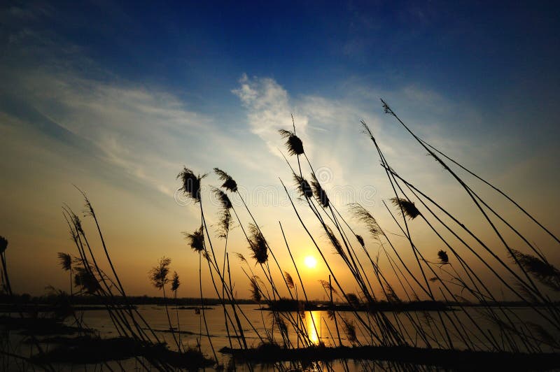 Reeds and sunset stock photo. Image of yellow, frost, cloud - 7638296