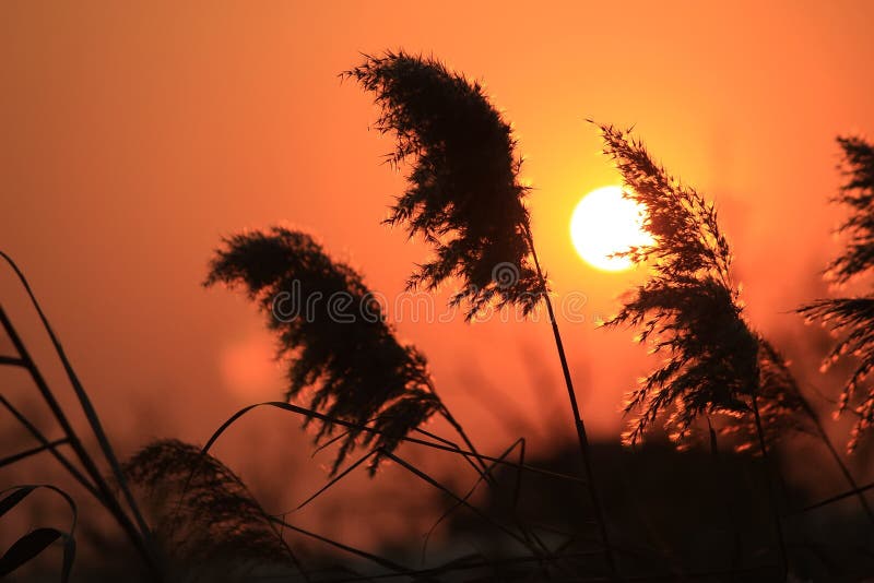 Reeds stock image. Image of reflections, ponds, vegetation - 3221521