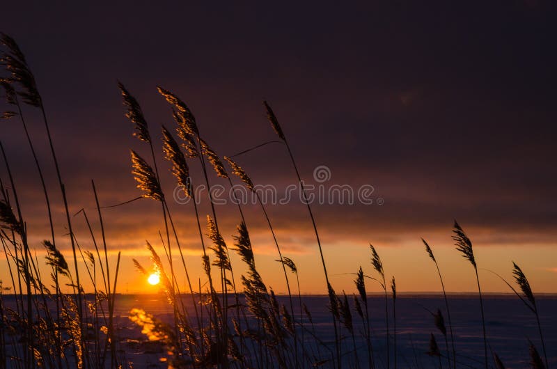 Reeds by sunset stock image. Image of straws, silhouette - 65803075