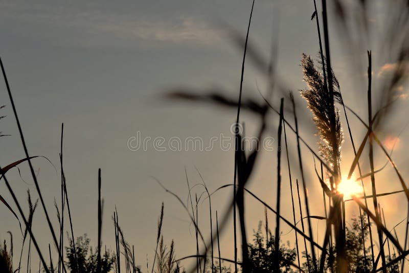 Reeds with Sunset and Trees Stock Image - Image of clouds, wind: 165766015