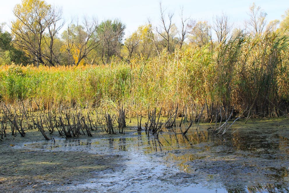 Reeds in a swamp stock image. Image of habitat, reed - 192488759