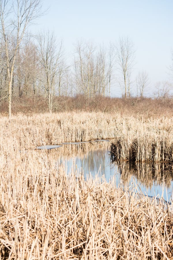Cattail reeds in a swamp stock photo. Image of plants - 82913828