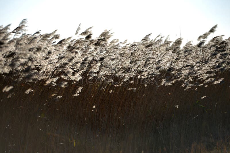 Reeds stock image. Image of fenland, drainage, light - 81673741