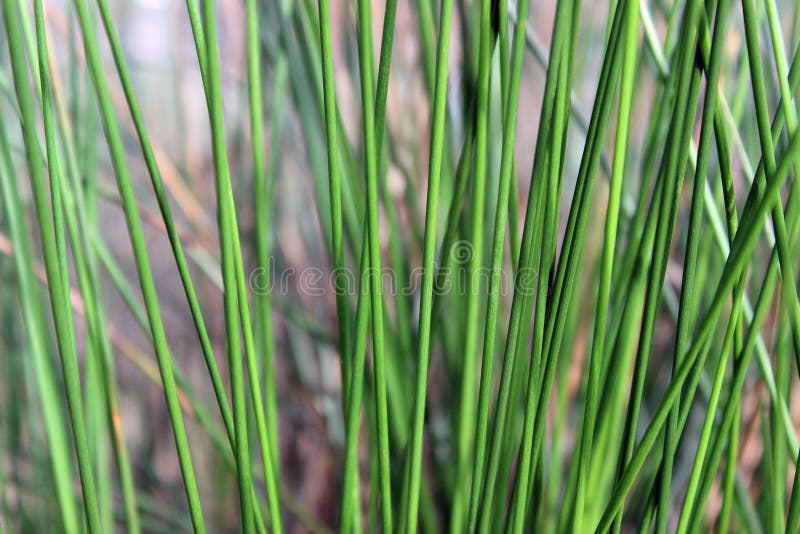 Reeds stock photo. Image of evergreen, stem, detail, backdrop - 49572054