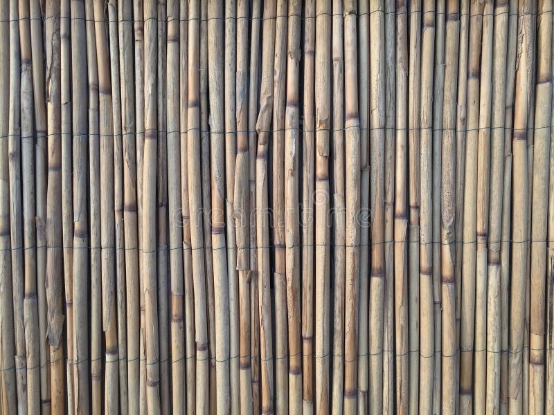 Reeds Texture for Interesting and Creative Backgrounds. Stock Photo ...