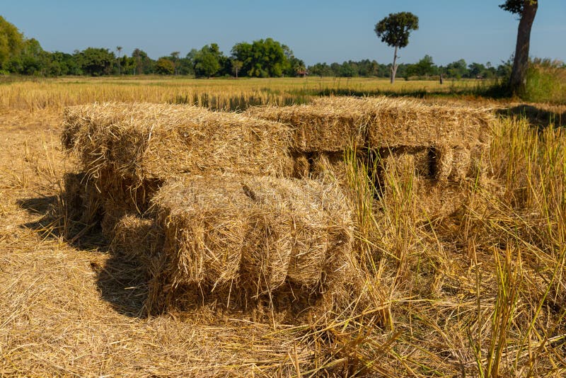 Reeds Texture. Straw Surface Stock Image - Image of crops, texture ...