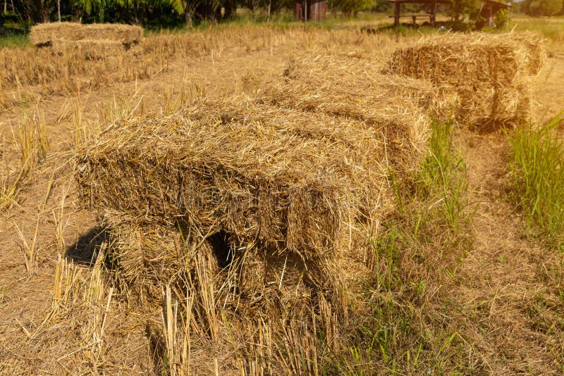Thatch stack texture stock image. Image of feed, corn - 12044563