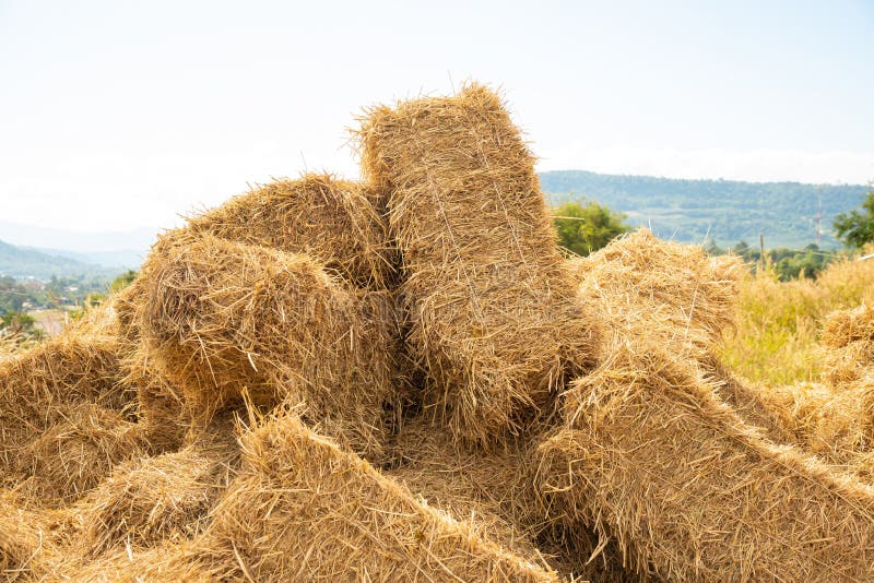 Reeds Texture. Straw Surface Stock Photo - Image of vintage, texture ...