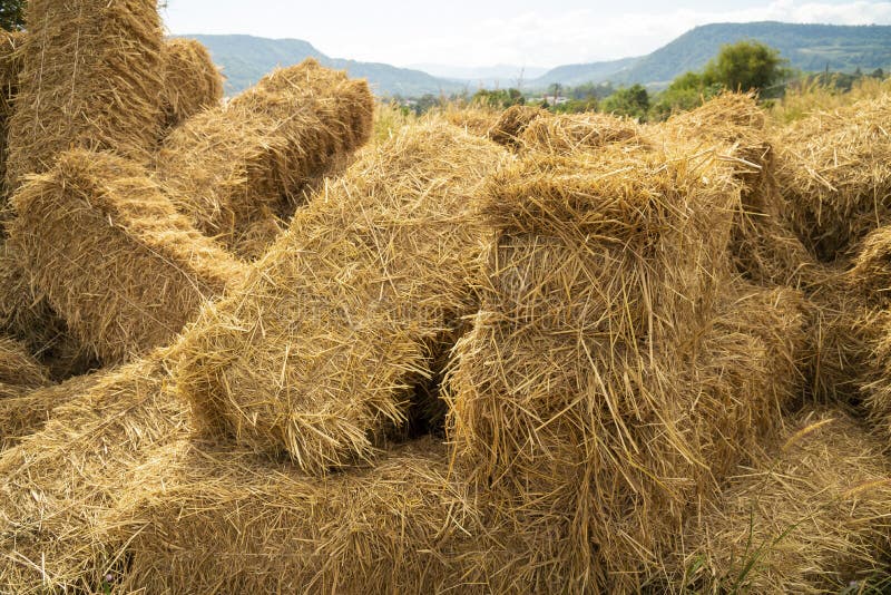 Reeds Texture. Straw Surface Stock Photo - Image of texas, harvest ...