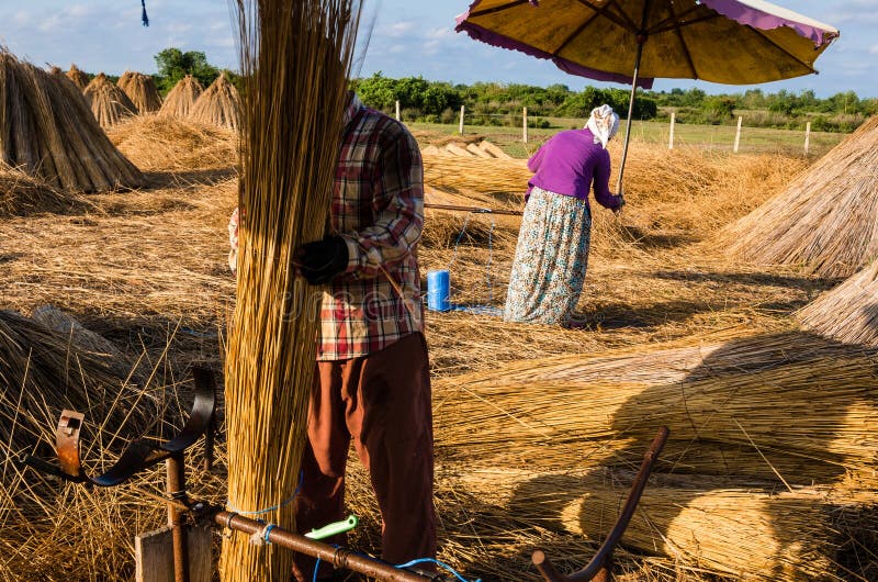 Bundles Reeds Panicles Stock Photos - Free & Royalty-Free Stock Photos ...