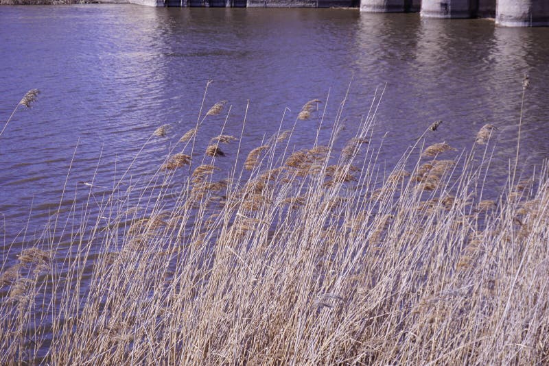Reeds by the Tobol river stock image. Image of leaf - 180553313