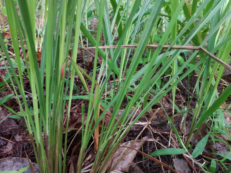 Reeds are a Type of Sharp Leaf Grass, Weeds in Agricultural Fields ...