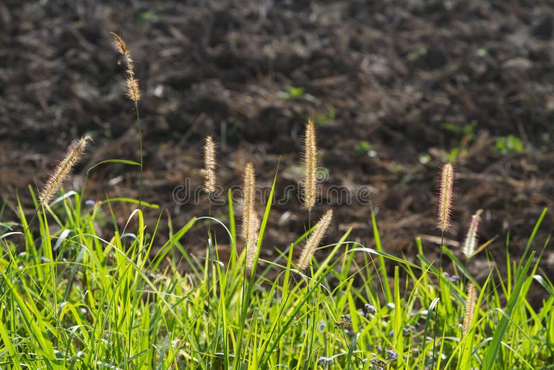 Reeds Under the Tropical Sunlight Stock Image - Image of light, reed ...