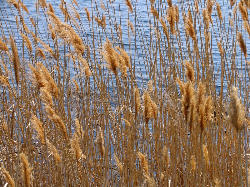 Reeds stock image. Image of nature, color, leaf, area - 48863787