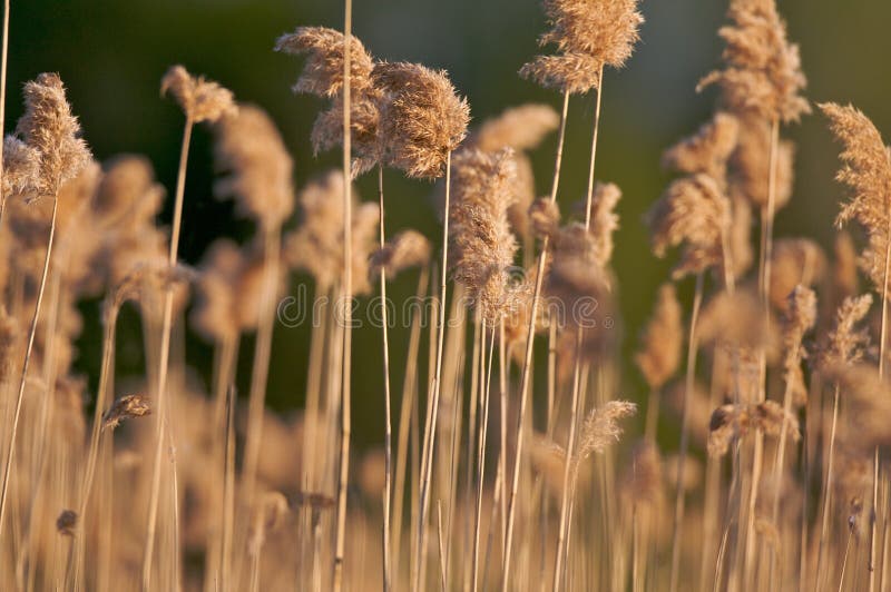 Reeds stock image. Image of background, wilderness, sunrise - 49313111