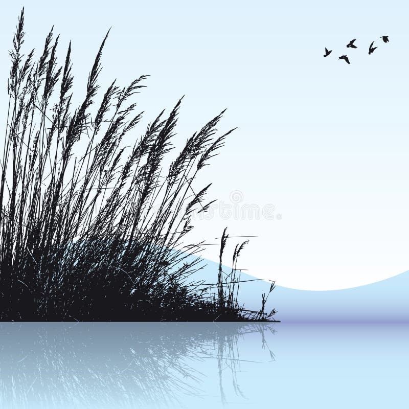Reeds in the Water stock vector. Illustration of river - 11092516