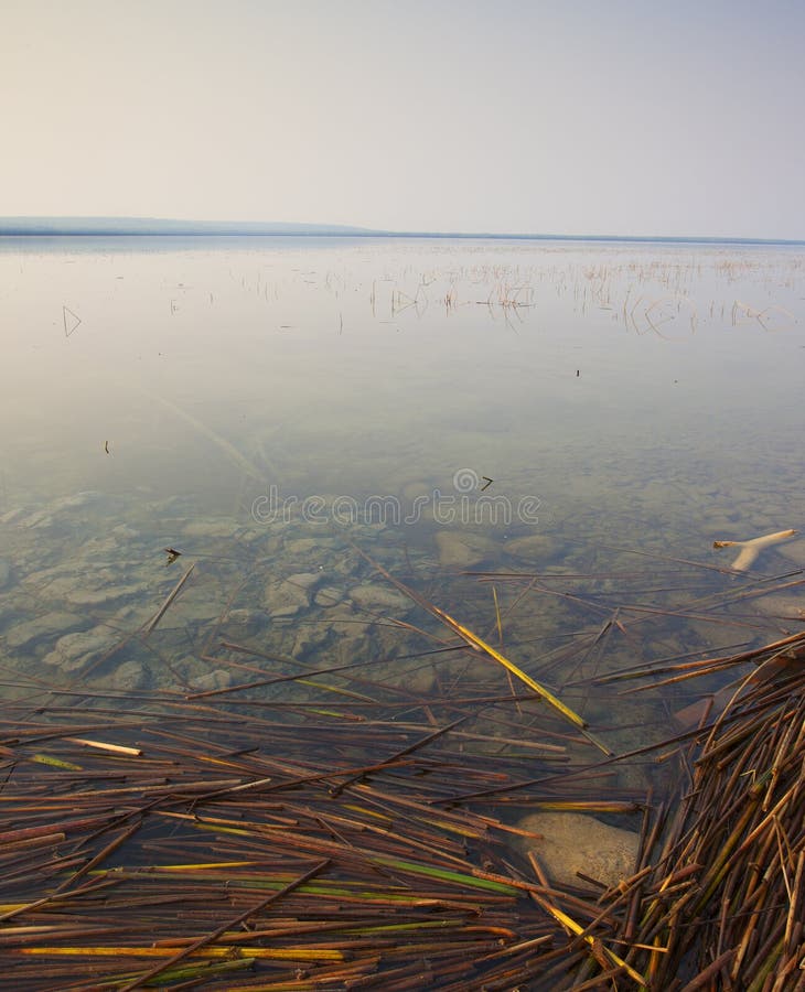 Reeds in the water stock photo. Image of canada, black - 75838090