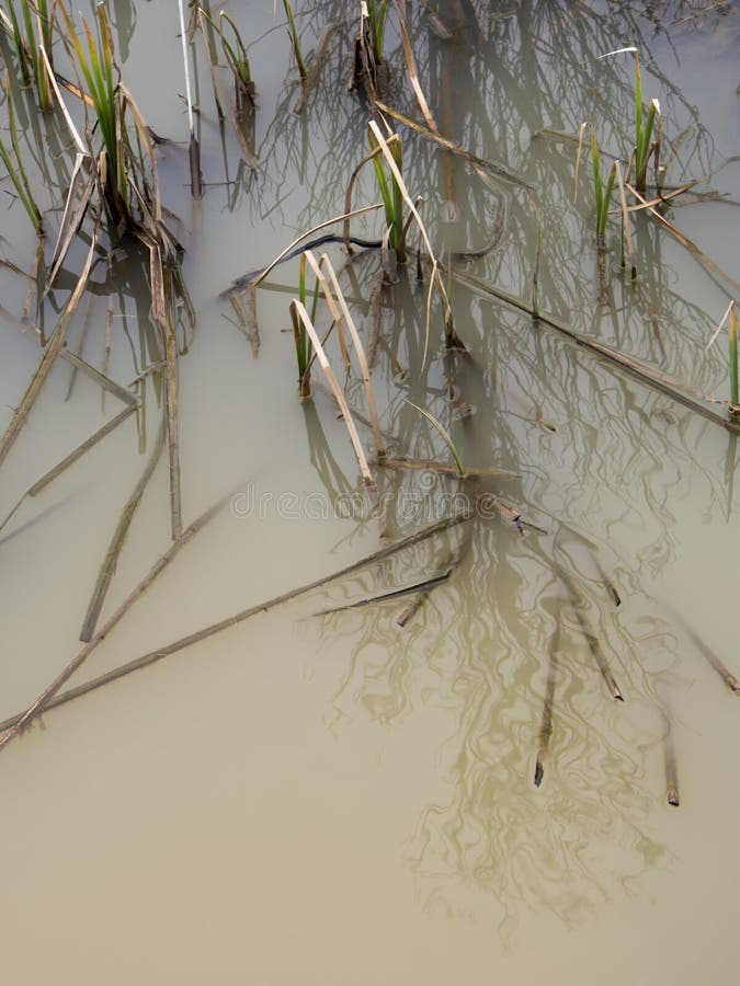 Reeds in the water stock photo. Image of water, pond - 107586860