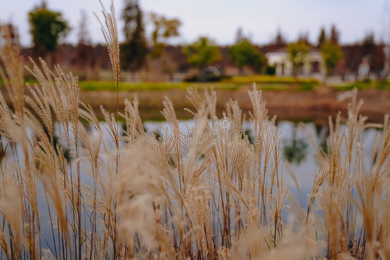 Reeds by the Water, Drifting with the Wind Stock Image - Image of rural ...