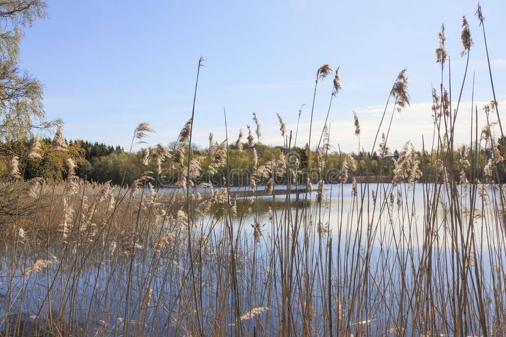 Reeds at the water edge stock image. Image of deciduous - 30664759