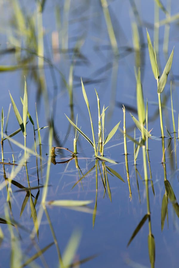 Reeds on the Water in the Lake in Nature Stock Photo - Image of reed ...