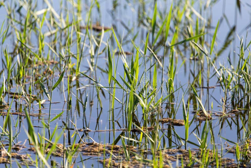 Reeds on the Water in the Lake in Nature Stock Photo - Image of plant ...