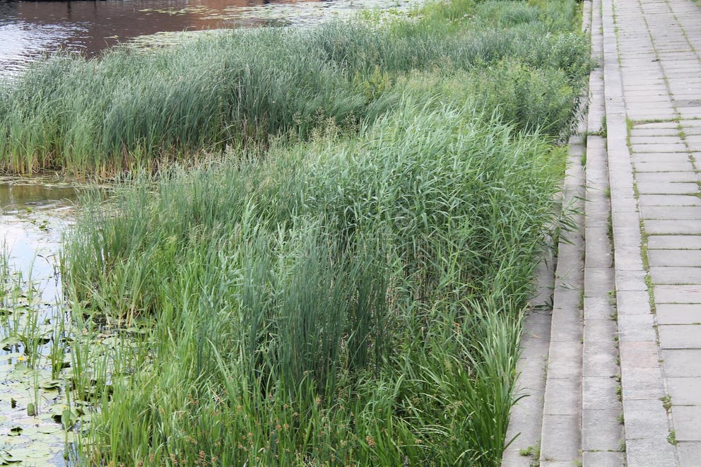 Reeds and Water Lilies Bloomed on the River Stock Image - Image of ...