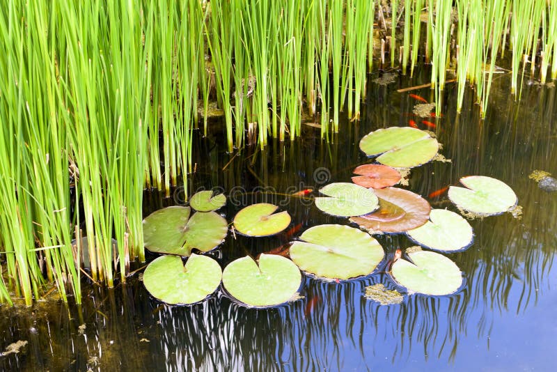 Reeds and Water Lilies in the Garden Pond. Stock Image - Image of ...