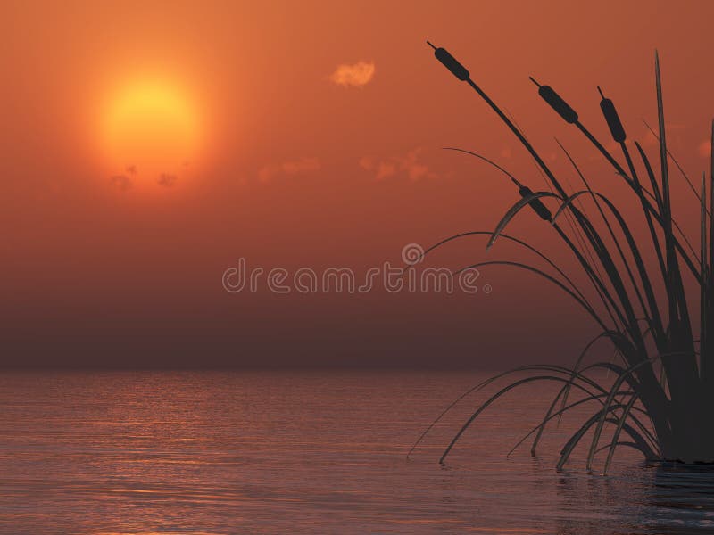Reeds stock illustration. Illustration of light, plant - 39773304