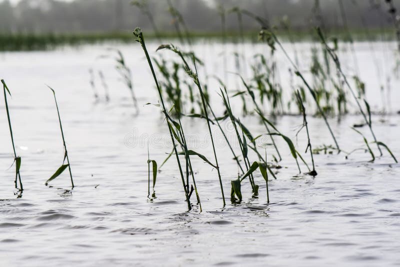 Reeds in the water stock photo. Image of horizon, marsh - 40812952
