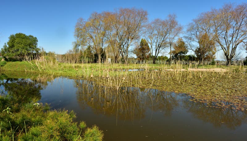 Reeds with Weaver Nests Reflected in a Pond Stock Image - Image of ...