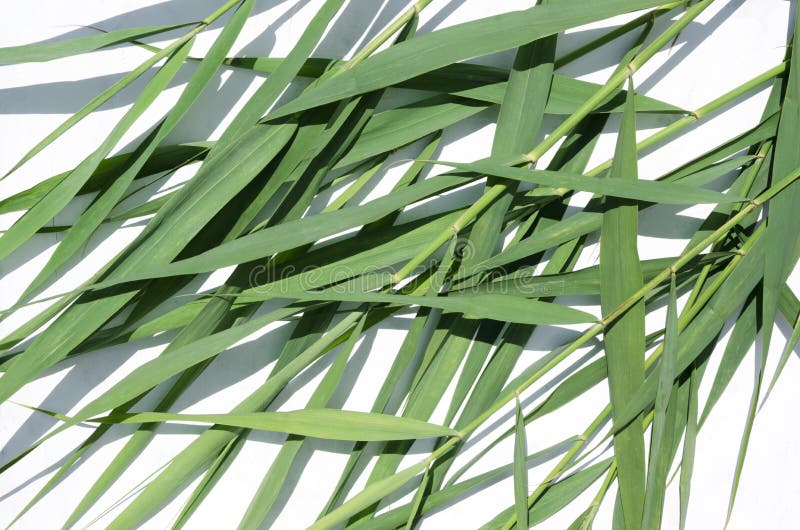 Reeds on the White Background.Fresh Summer Leaves Stock Photo - Image ...