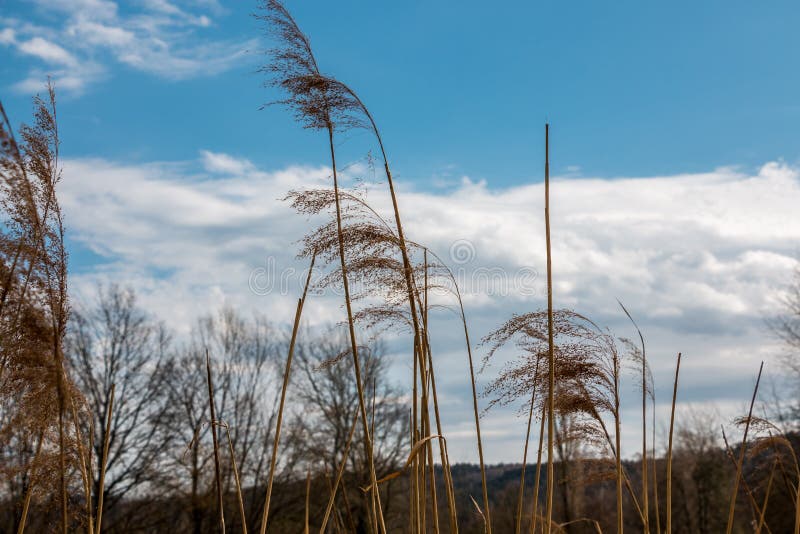 Reeds and White Clouds in Front of the Hills and the Forest Stock Photo ...