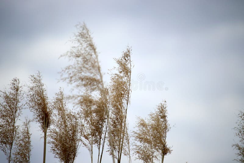 Reeds in the wind stock image. Image of wind, wild, reeds - 187169375