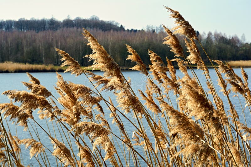 Reeds in the wind stock image. Image of cancerous, plant - 215045823