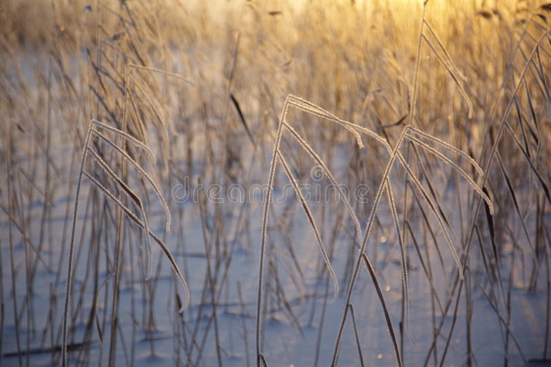 Reeds in the winter stock photo. Image of reed, frozen - 12321358