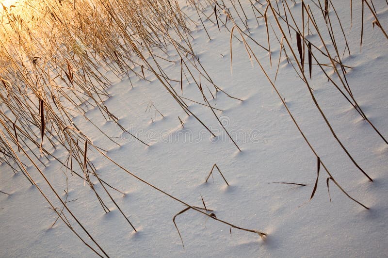 Reeds in the winter stock image. Image of white, nature - 12321425