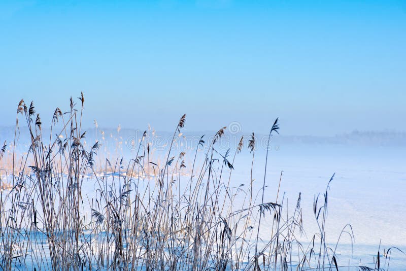 Reeds in winter stock photo. Image of bright, beautiful - 28722280