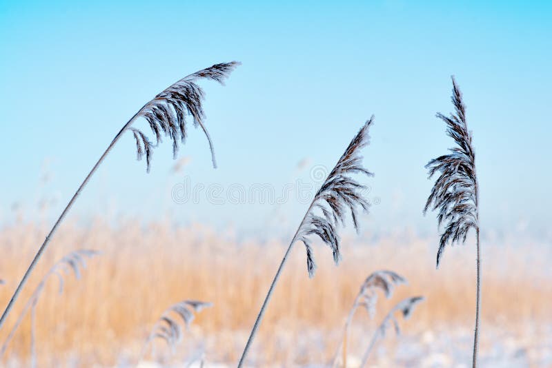 Reeds in winter stock image. Image of reeds, landscape - 28722285