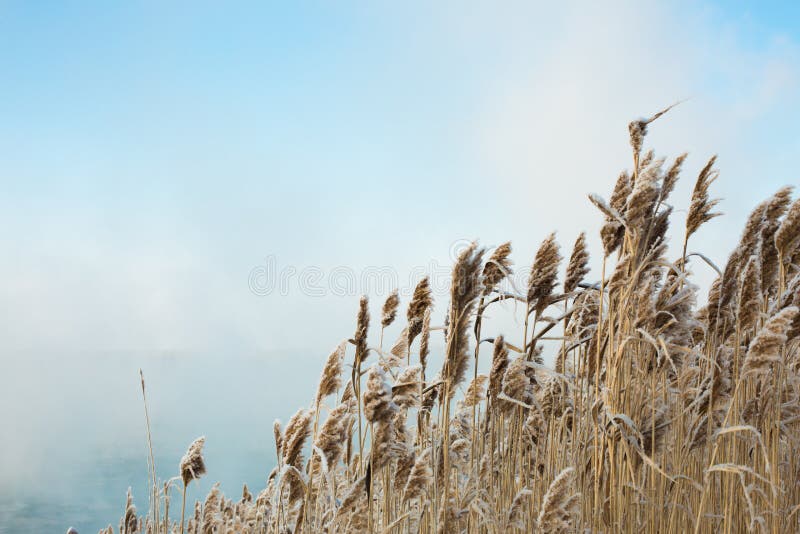 Dry Reeds in the Winter stock photo. Image of outdoor - 22193708