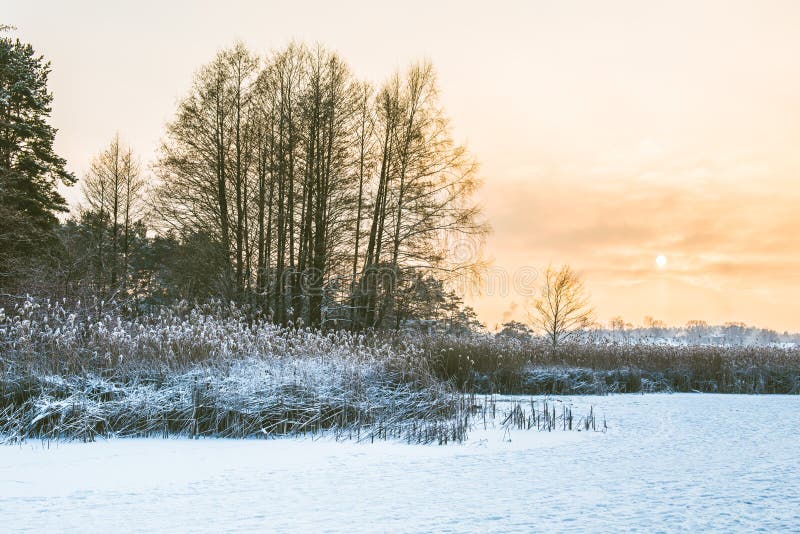 Reeds in Winter Frost and Lake Stock Image - Image of landscape, lake ...