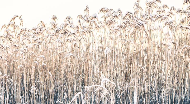 Reeds in winter frost stock image. Image of soft, park - 78452585