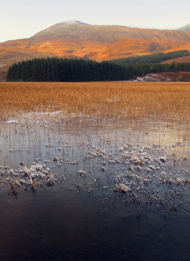 Reeds in Winter, Loch Slapin, Skye, Scotland Stock Image - Image of ...