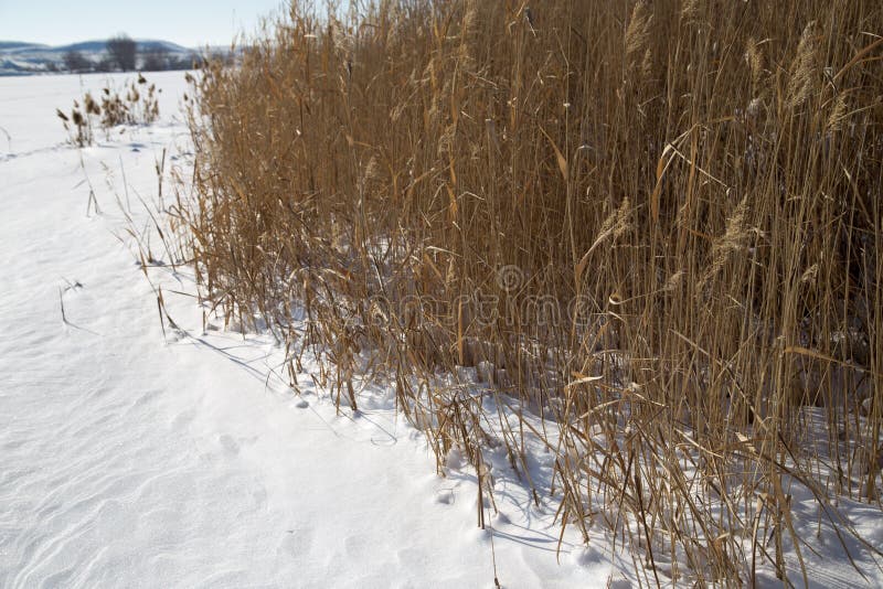 Reeds in winter nature stock photo. Image of bare, clear - 100642634