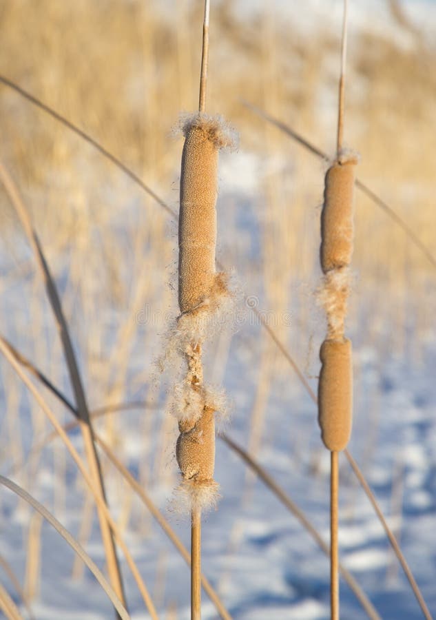 Reeds in winter nature stock image. Image of december - 100861171